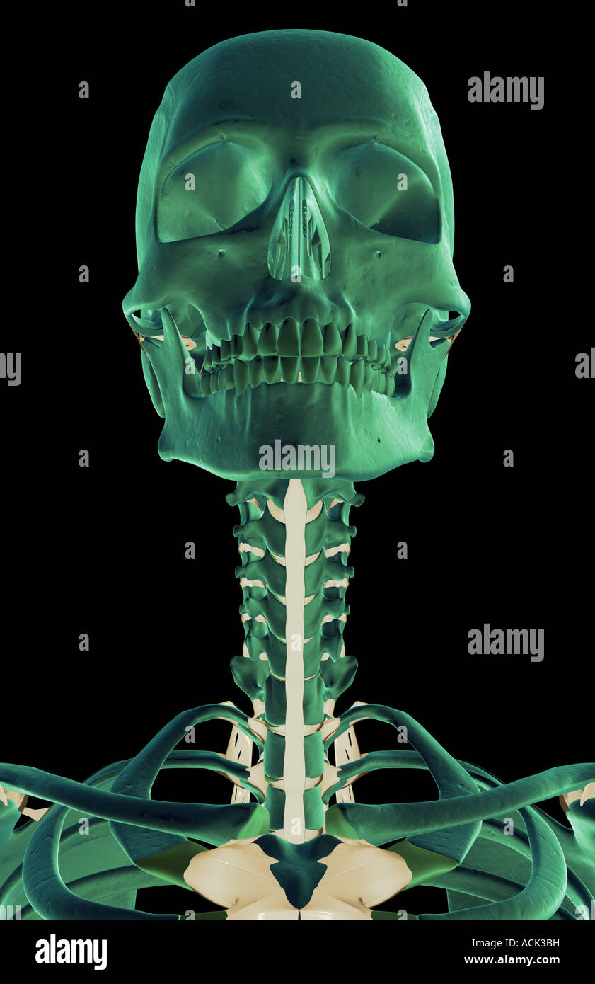 The ligaments of the head neck and face Stock Photo - Alamy
