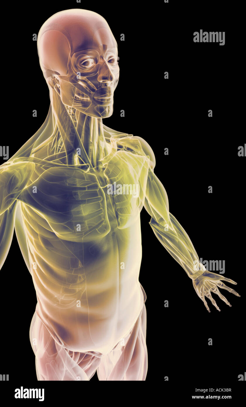 The muscles of the upper body Stock Photo - Alamy