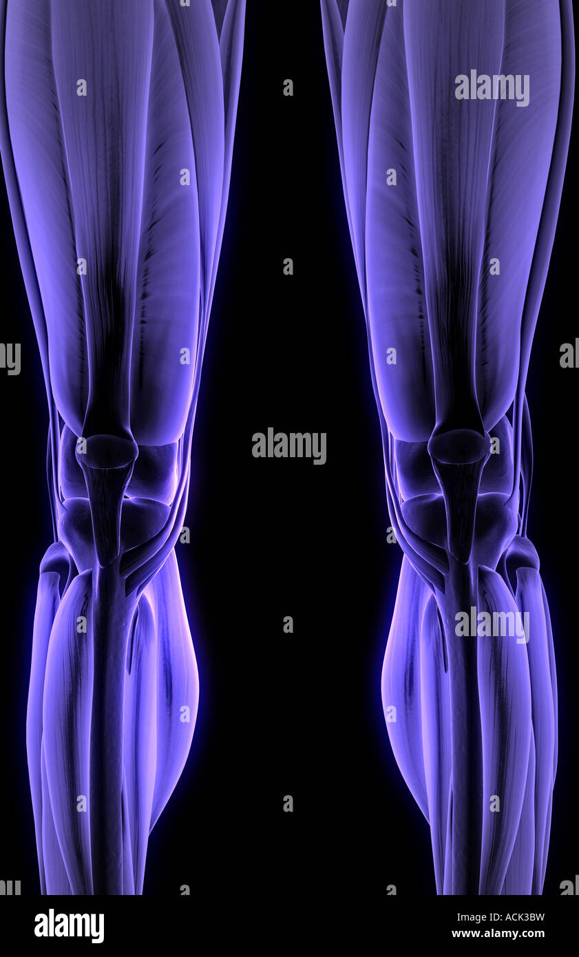 The muscles of the knee Stock Photo - Alamy