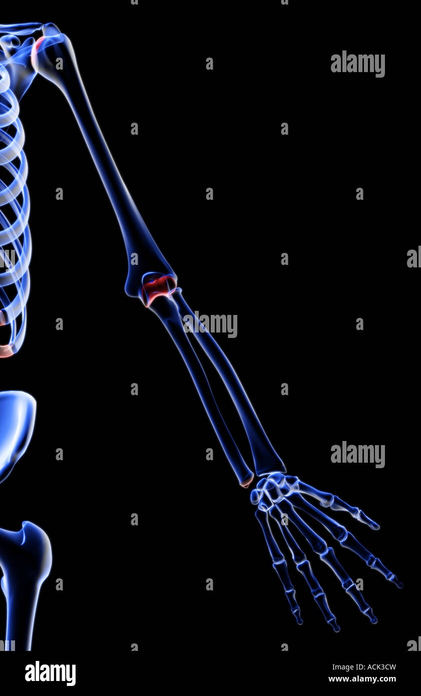 The bones of the upper limb Stock Photo - Alamy