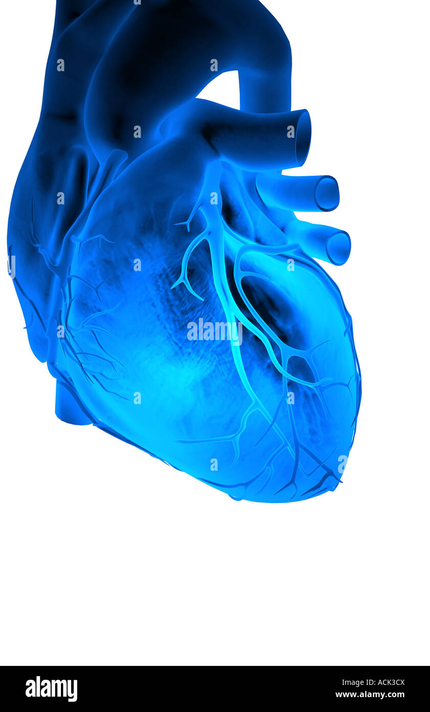 Coronary sulcus hi-res stock photography and images - Alamy