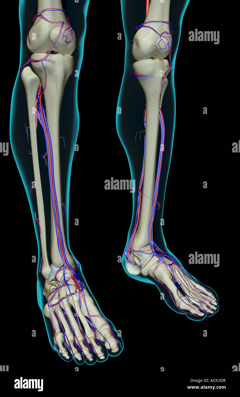 The blood supply of the leg Stock Photo - Alamy