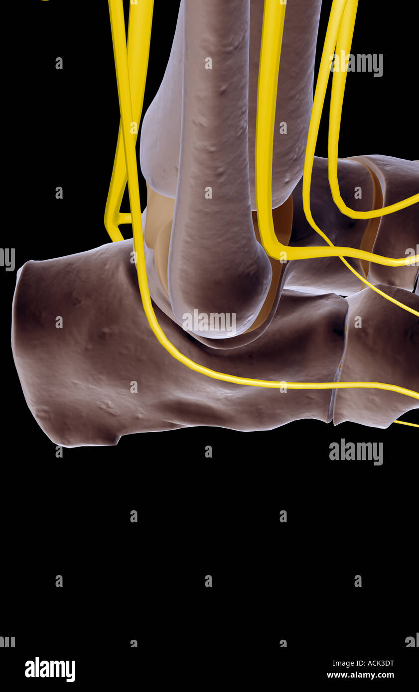 Nerves Foot High Resolution Stock Photography and Images - Alamy