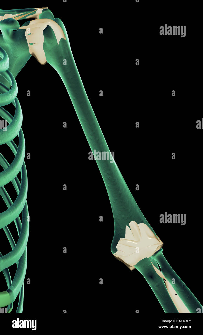 The ligaments of the shoulder and upper arm Stock Photo - Alamy