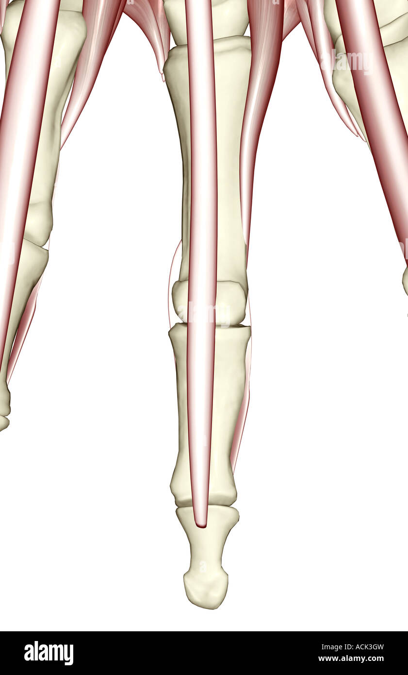 Human skeleton hand fingers view hi-res stock photography and images ...