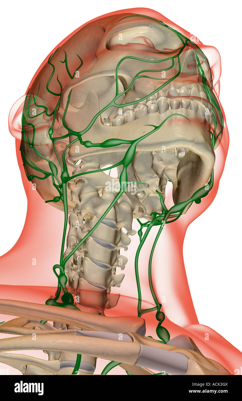 Submental hi-res stock photography and images - Alamy