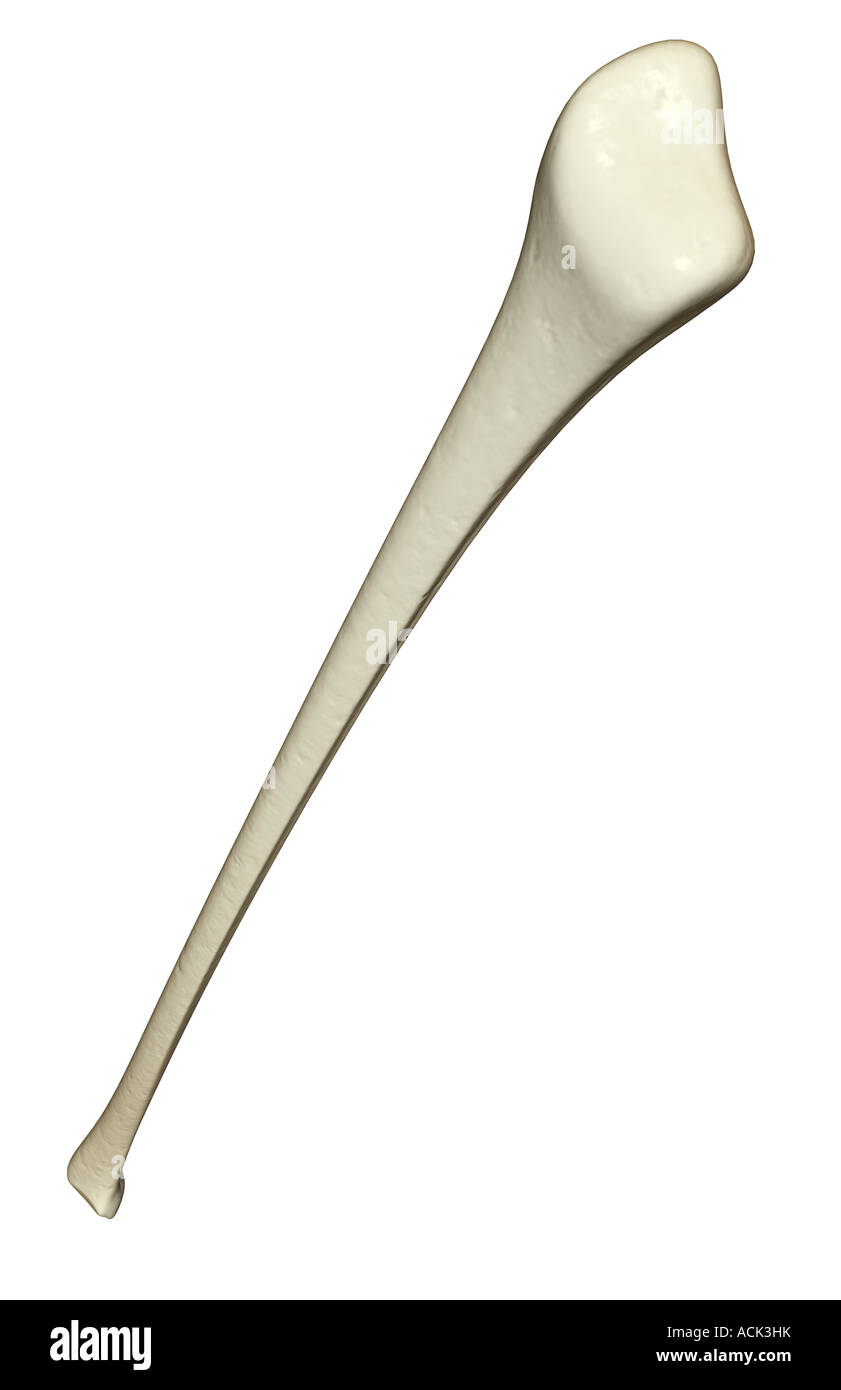 Fibula Cut Out Stock Images & Pictures - Alamy