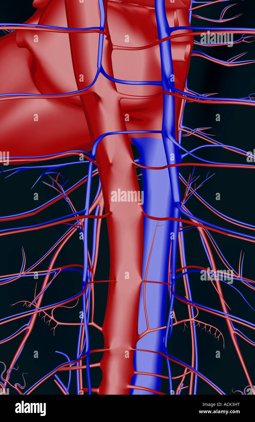 The blood vessels of the back Stock Photo - Alamy