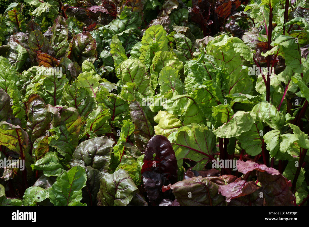 Swiss charde hi-res stock photography and images - Alamy