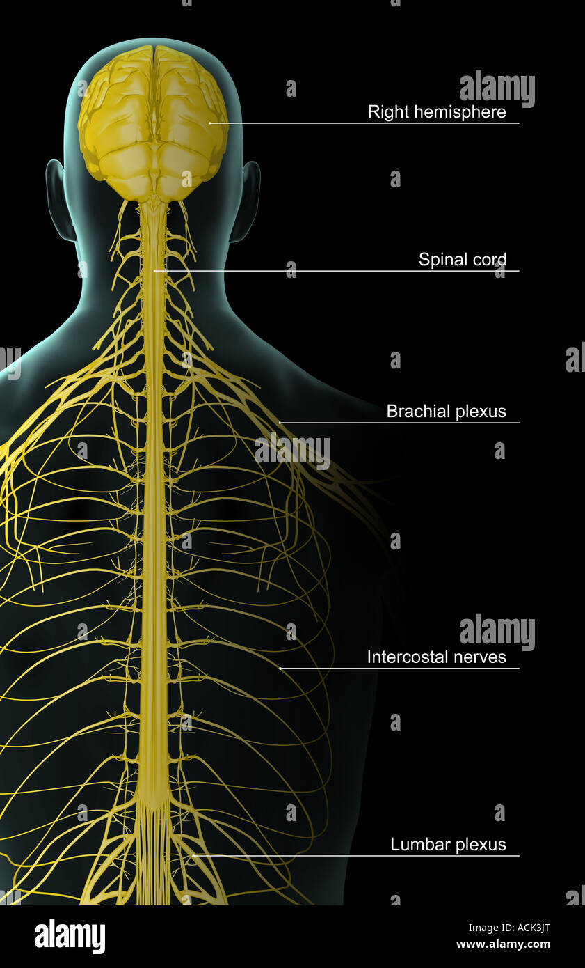 Intercostal Nerve Stock Photos & Intercostal Nerve Stock Images - Alamy