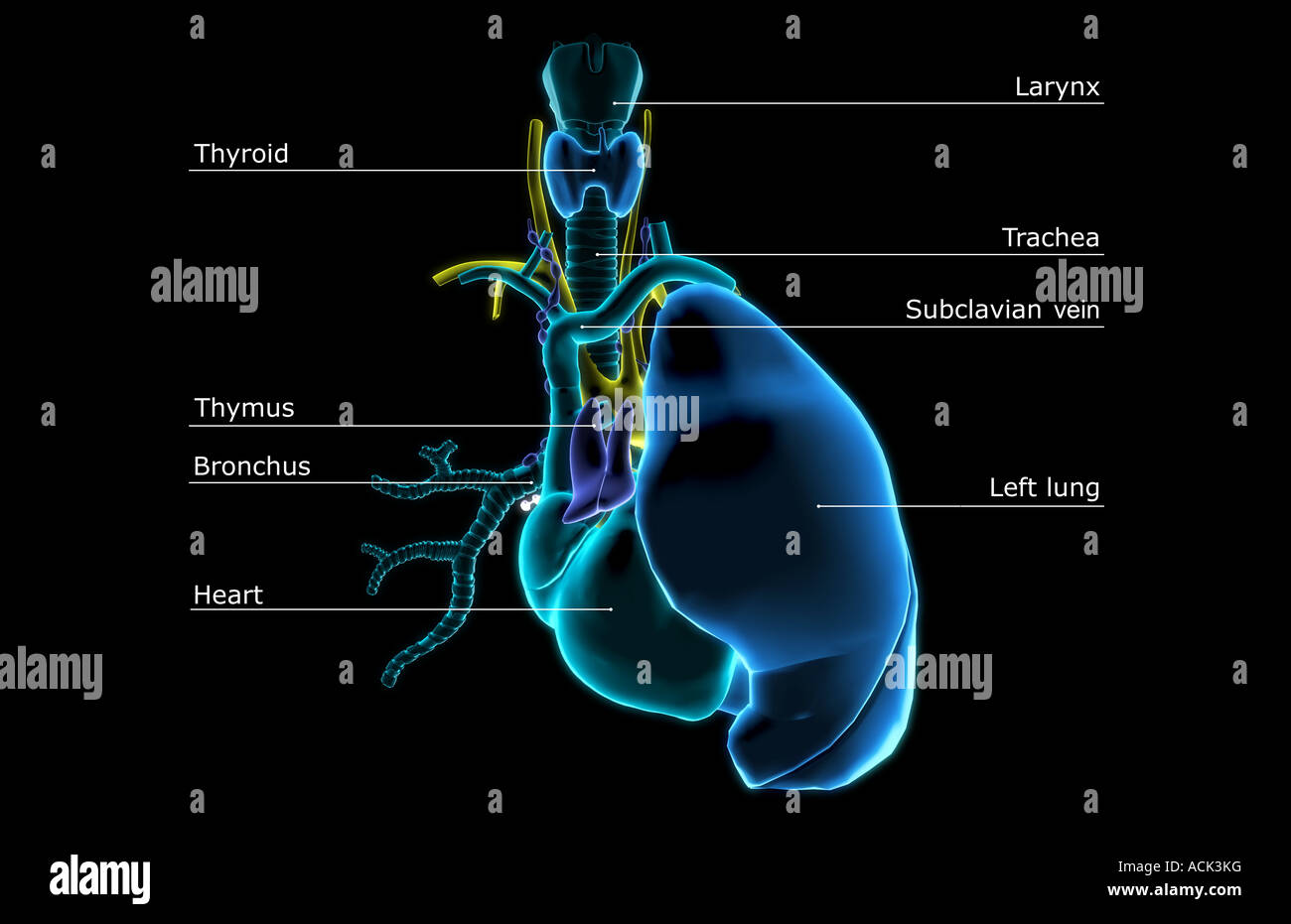 The heart and the respiratory system Stock Photo - Alamy