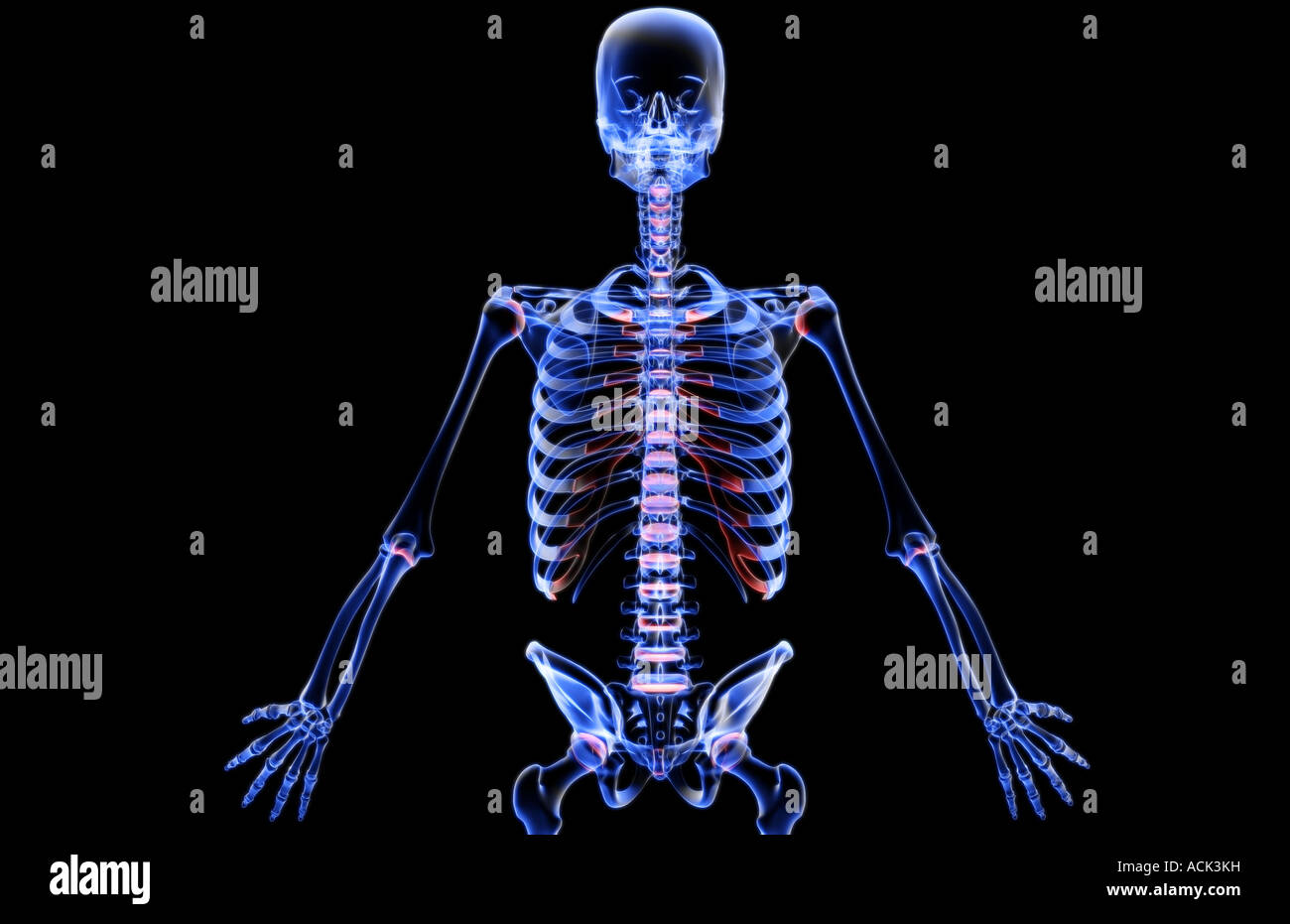 The bones of the upper body Stock Photo - Alamy