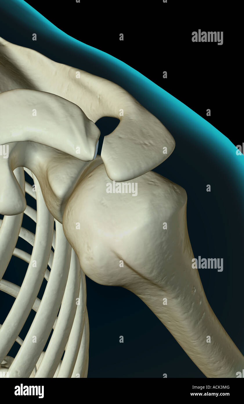 The bones of the shoulder Stock Photo - Alamy