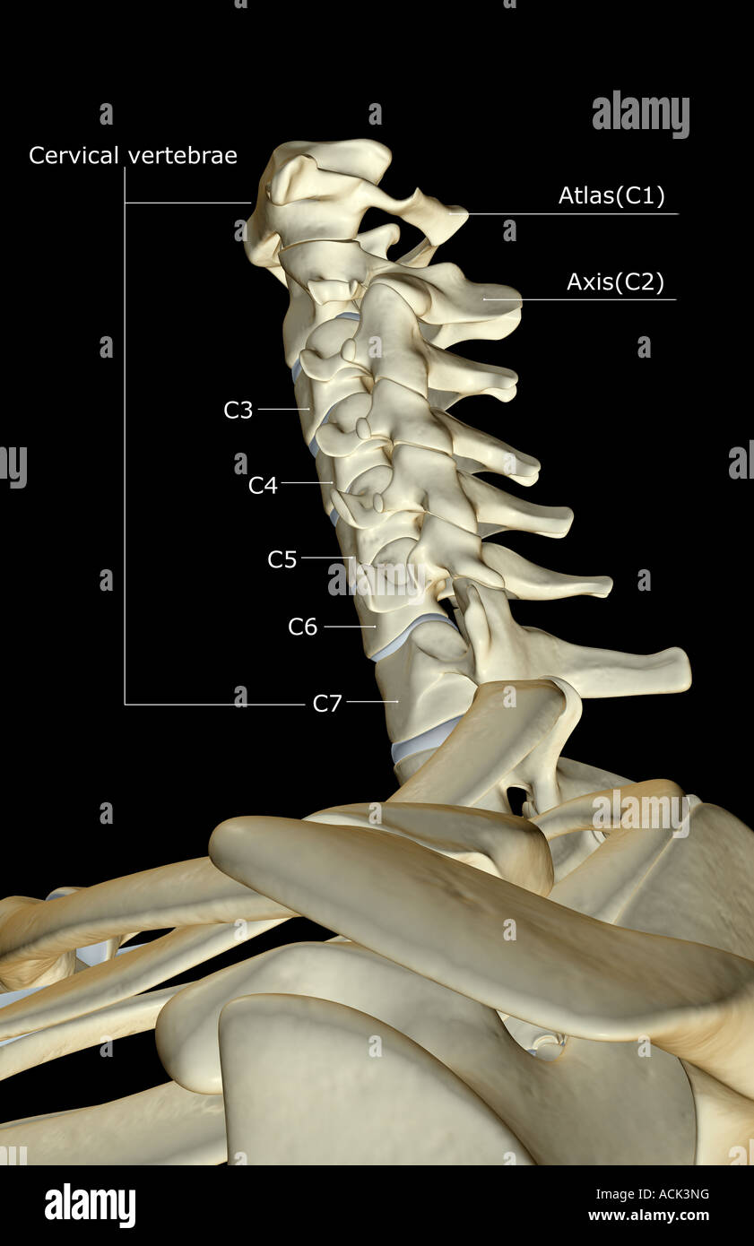 The bones of the neck Stock Photo - Alamy