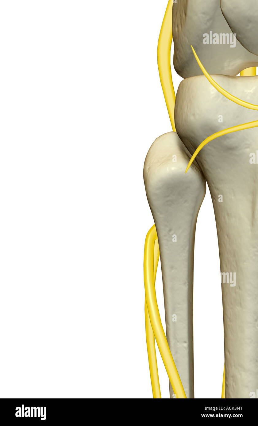Nerves knee hi-res stock photography and images - Alamy