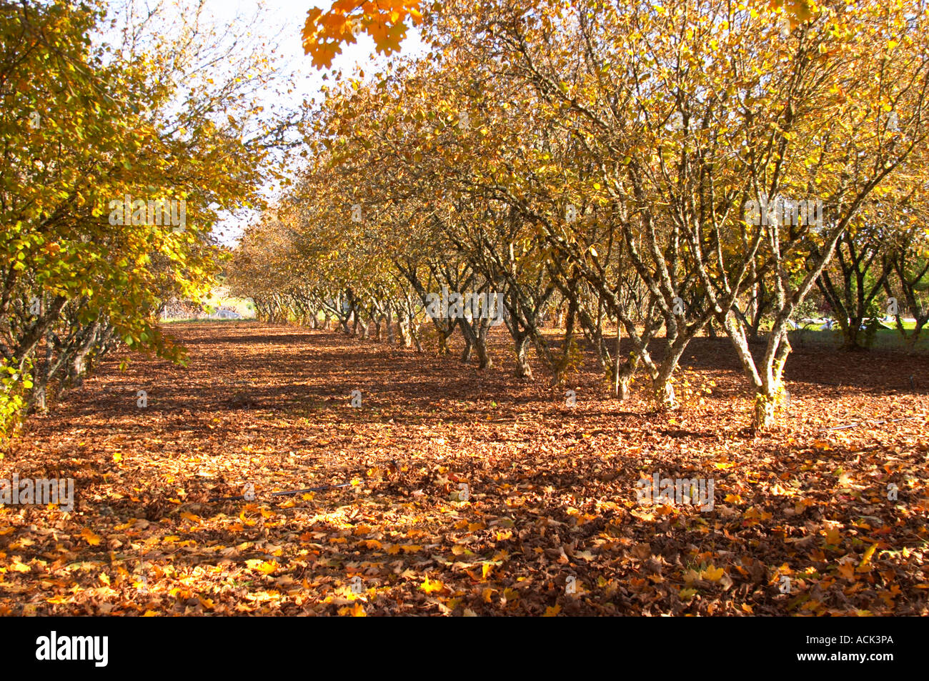 A truffles forest, actually a plantation Truffiere de la Bergerie ...
