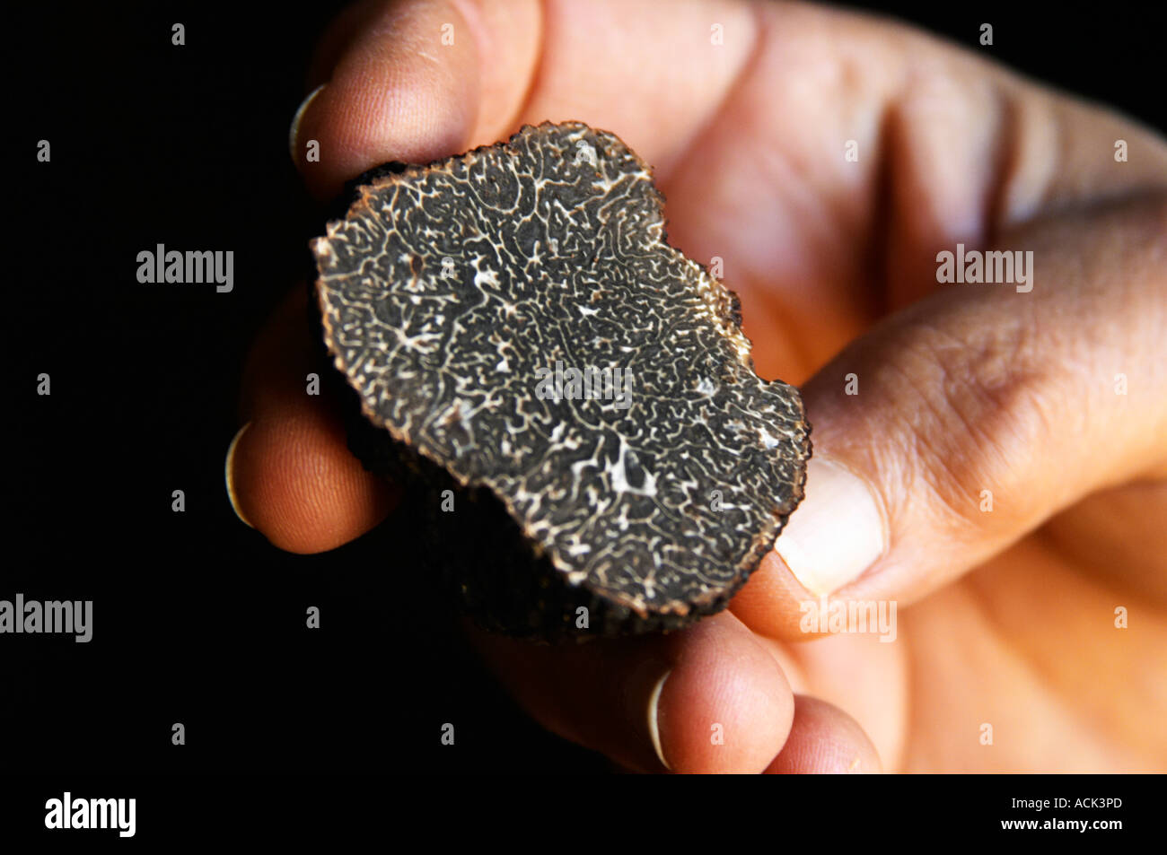Hugues Martin, the owner of the truffles farm holding a fresh Perigord ...