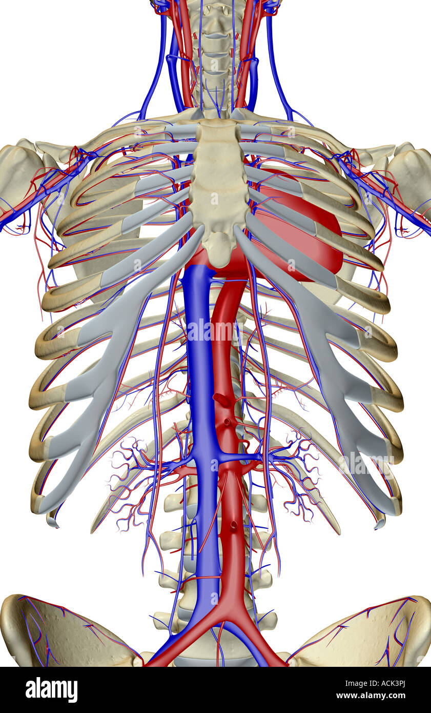Chest Blood Vessels High Resolution Stock Photography and Images - Alamy