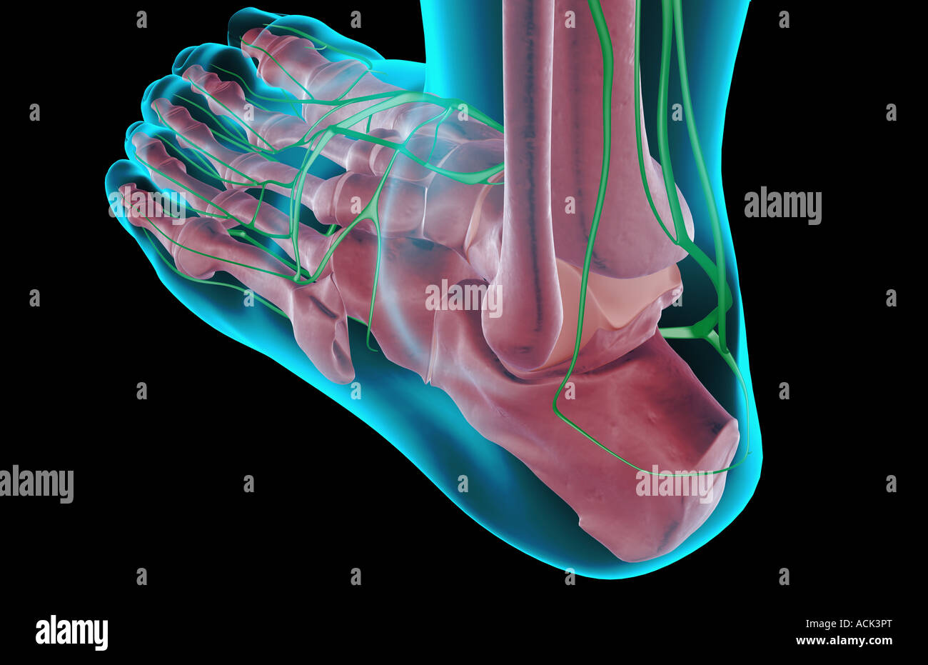 The lymph supply of the foot Stock Photo - Alamy