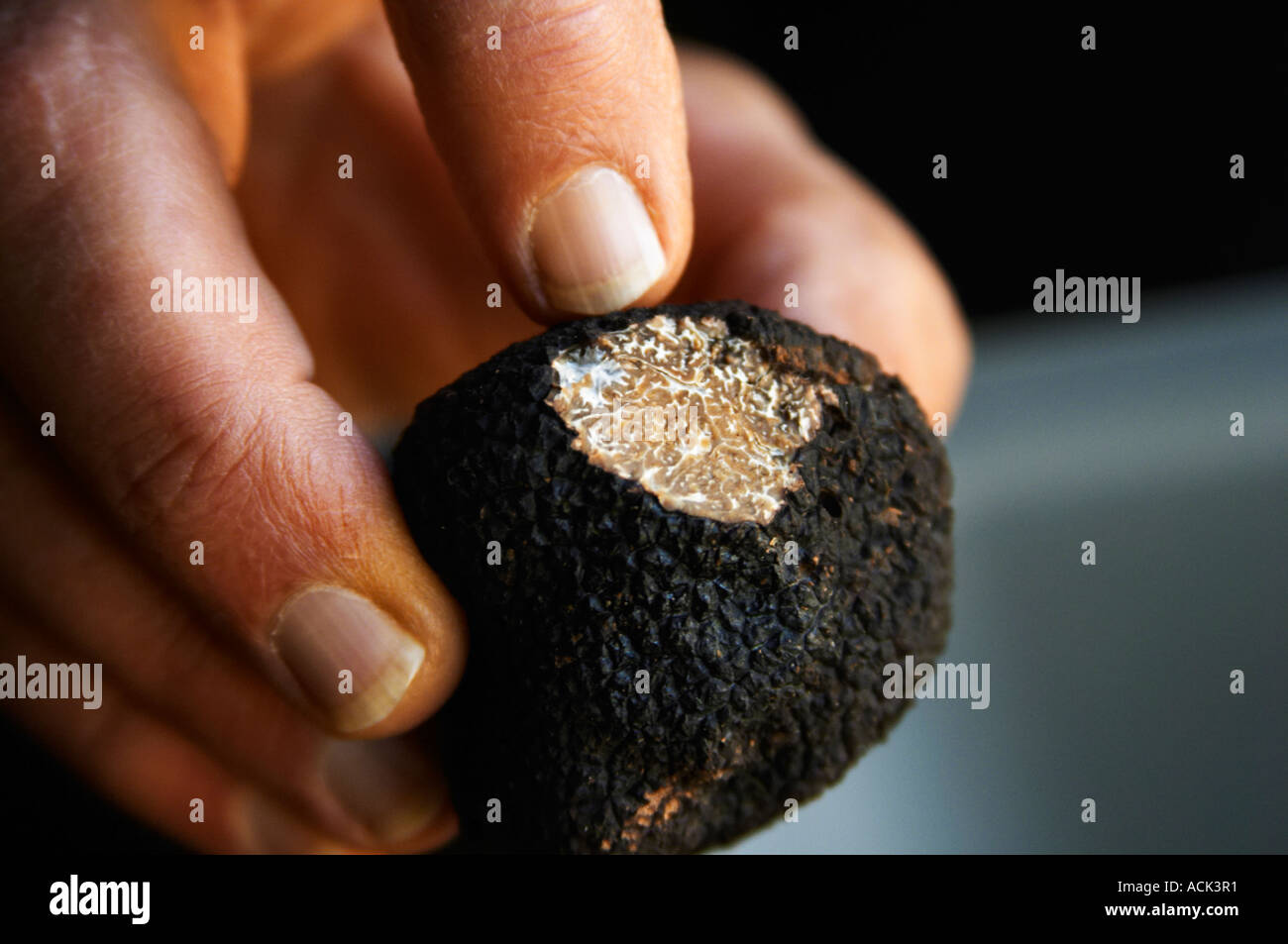 Hugues Martin, the owner of the truffles farm holding a fresh Perigord ...