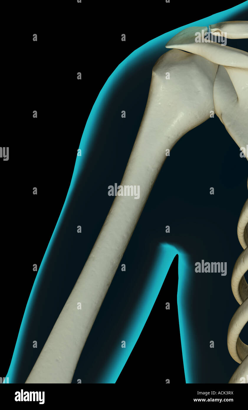 The bones of the shoulder Stock Photo - Alamy