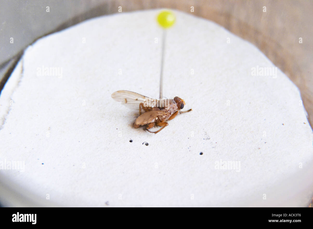 A dead truffles fly on a pin. this is the type of fly that can smell ...