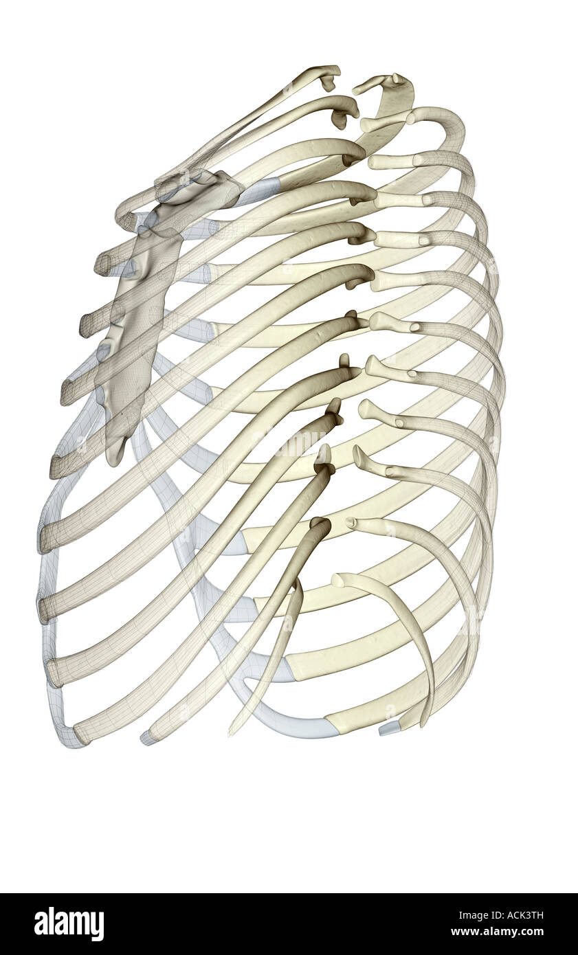 Thoracic rib cage Cut Out Stock Images & Pictures - Alamy