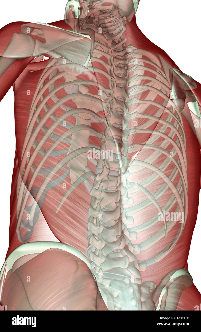 The musculoskeleton of the upper body Stock Photo - Alamy