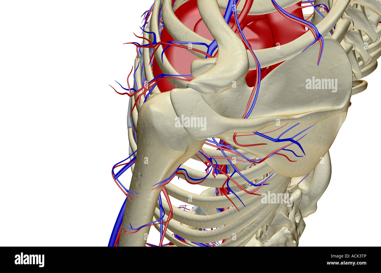 Shoulder Artery High Resolution Stock Photography and Images - Alamy