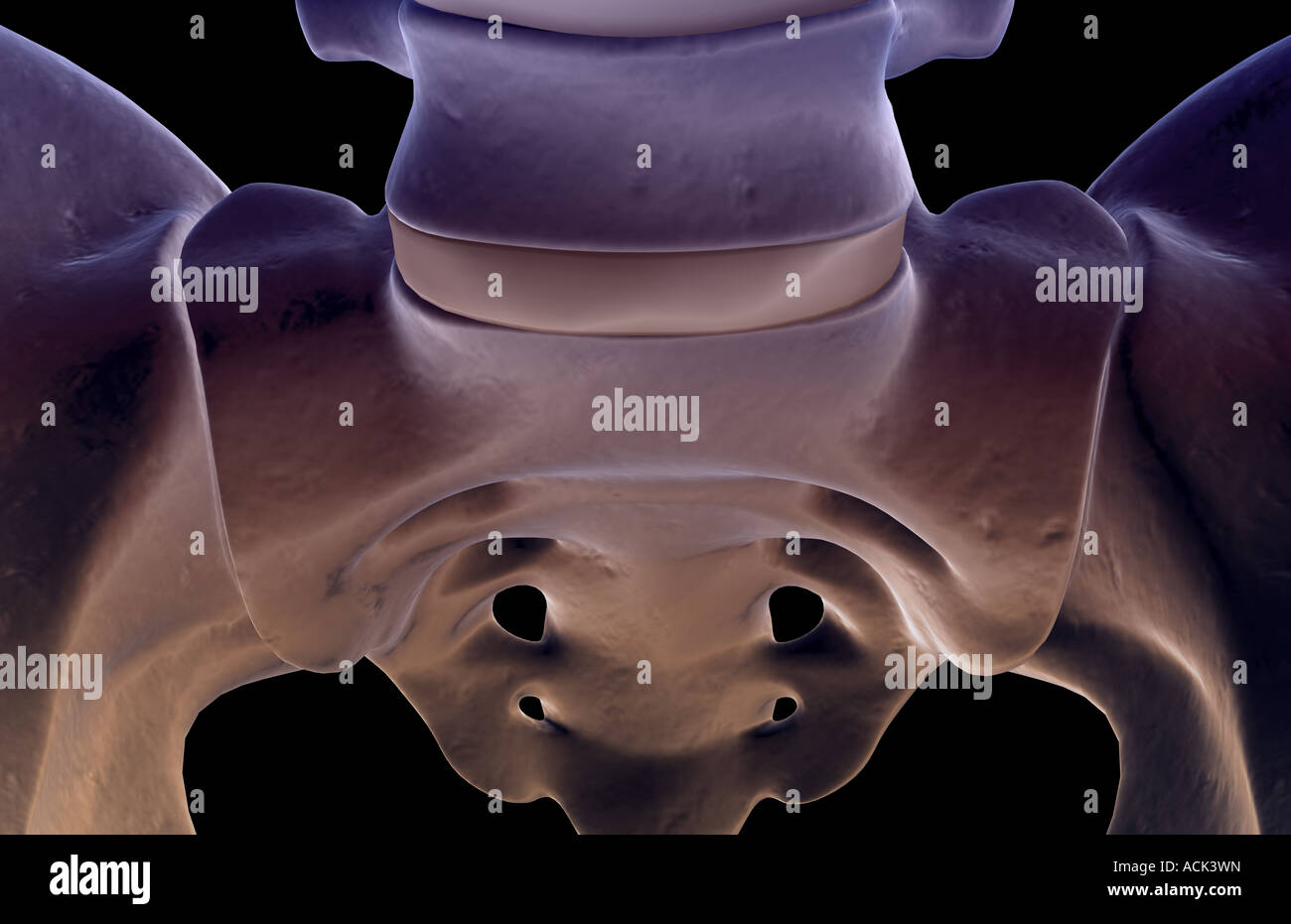 The bones of the pelvis Stock Photo - Alamy