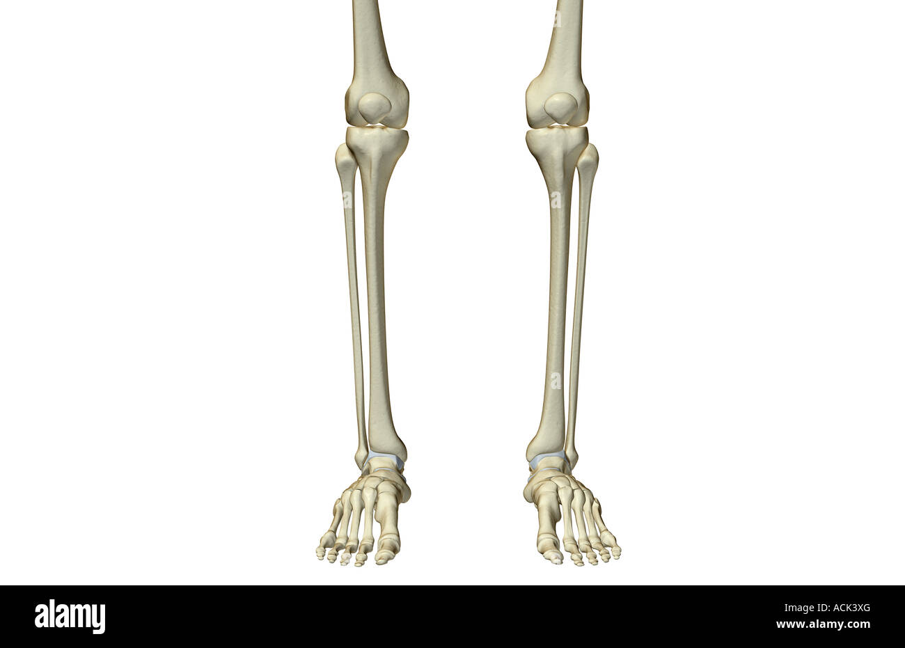 The bones of the leg Stock Photo - Alamy