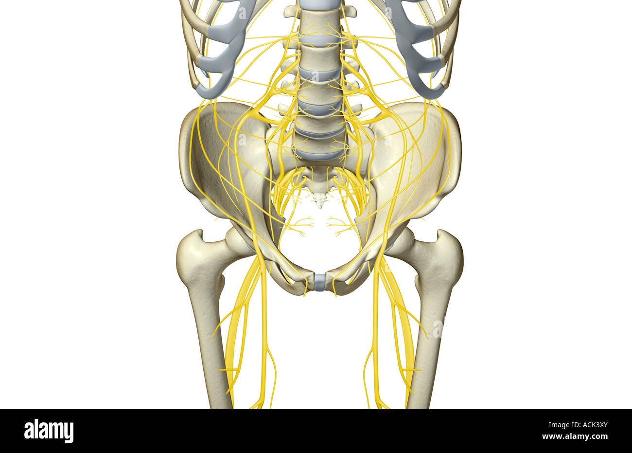 The nerves of the lower body Stock Photo - Alamy