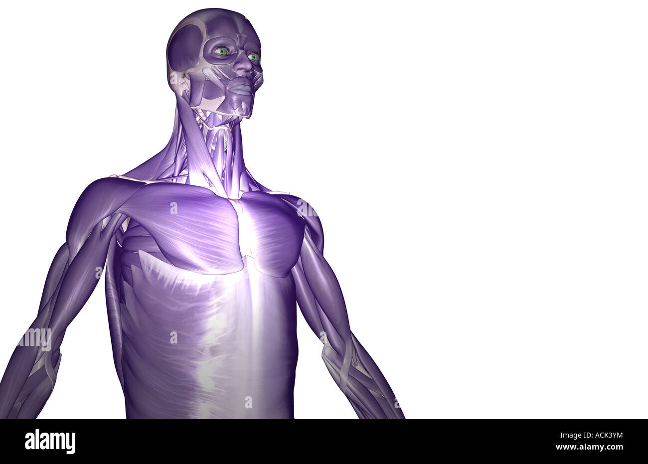 Human Body System Wallpaper