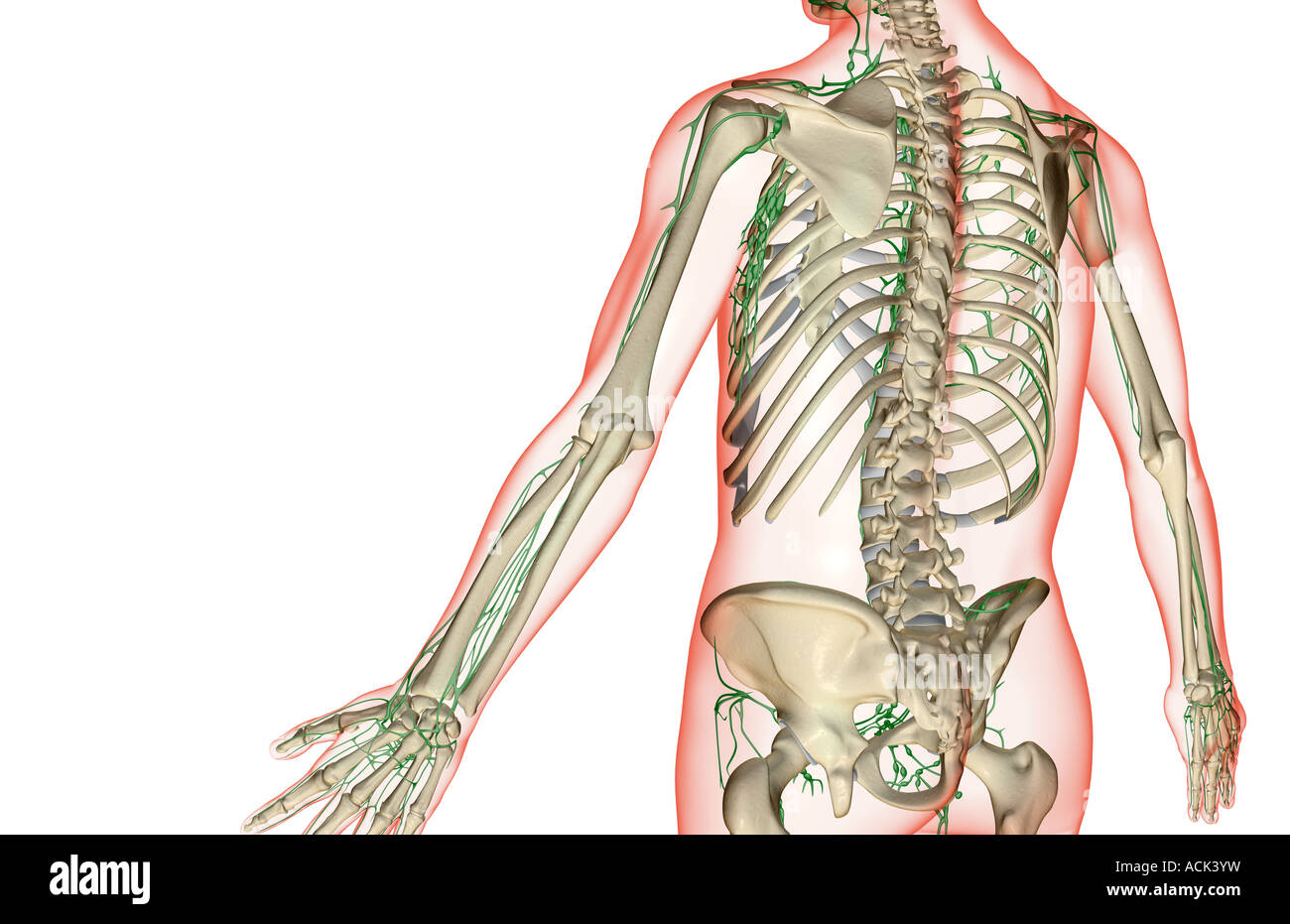 Lymph nodes human Cut Out Stock Images & Pictures - Alamy