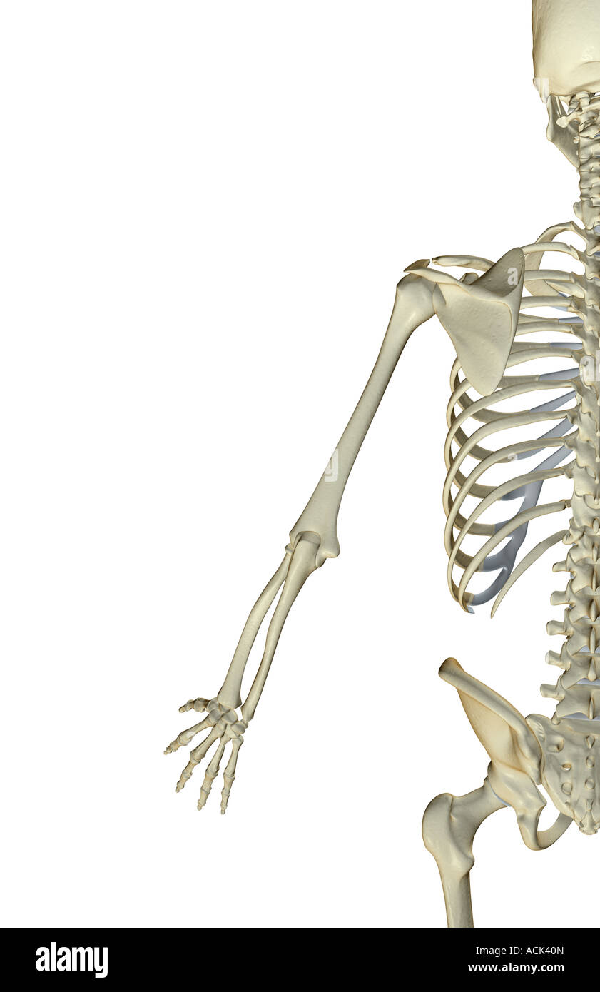 The bones of the upper limb Stock Photo - Alamy