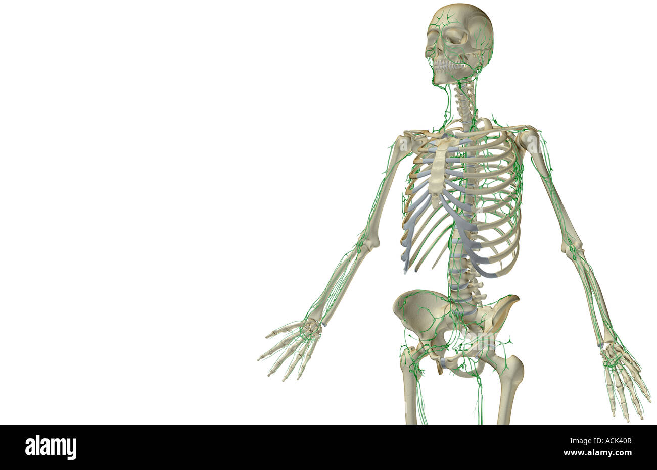 Lumbar lymph nodes hi-res stock photography and images - Alamy