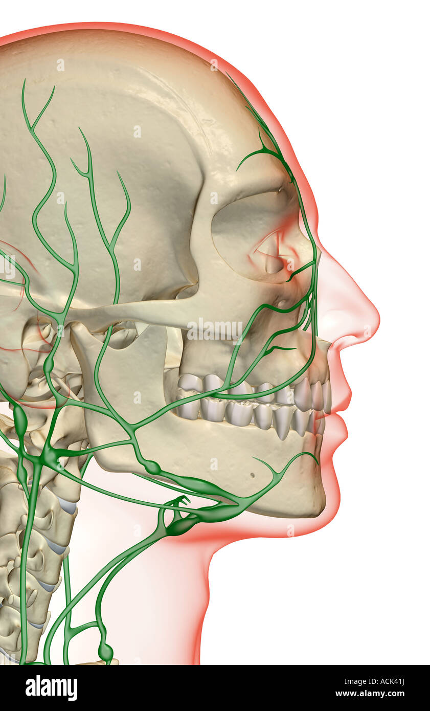 The lymph supply of the head and face Stock Photo - Alamy