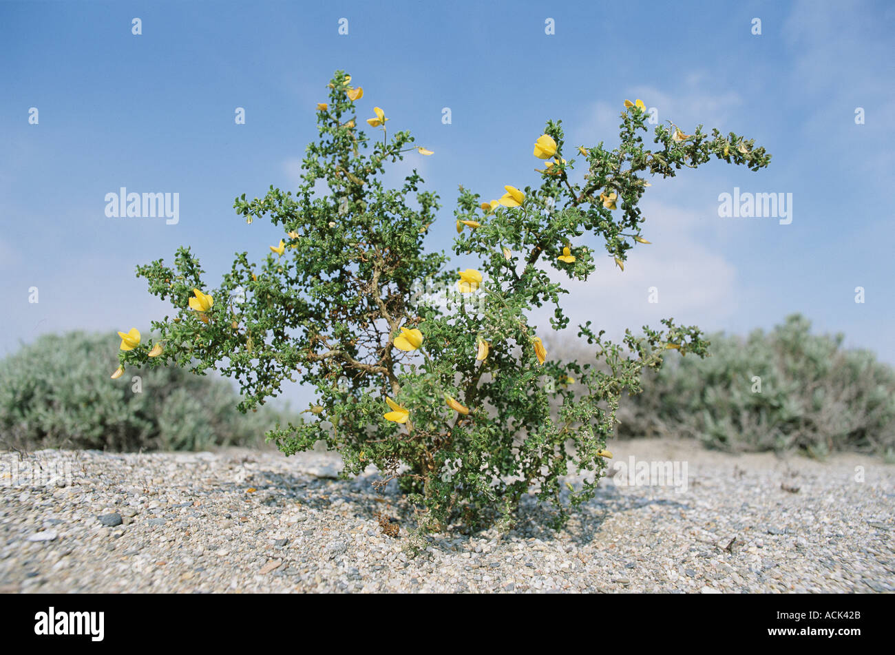Yellow restharrow ononis natrix hi-res stock photography and images - Alamy