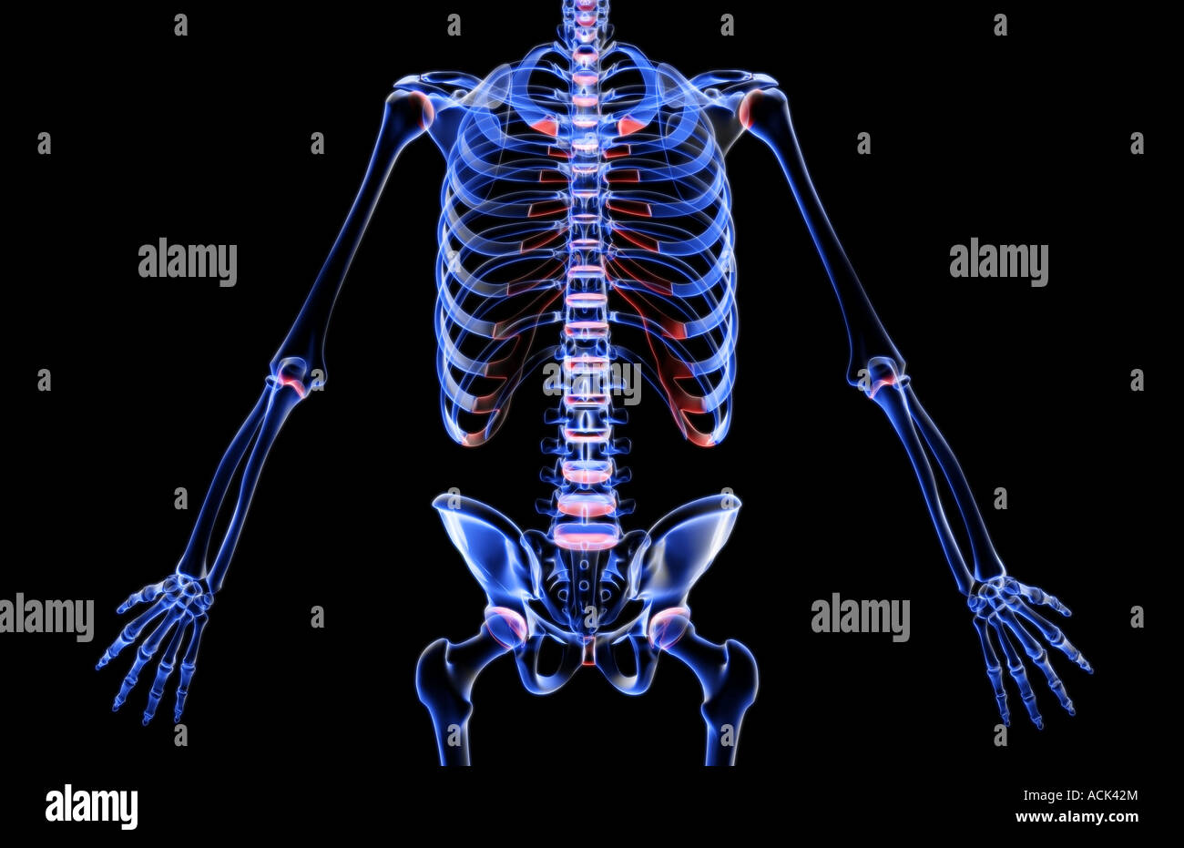 The bones of the trunk Stock Photo - Alamy