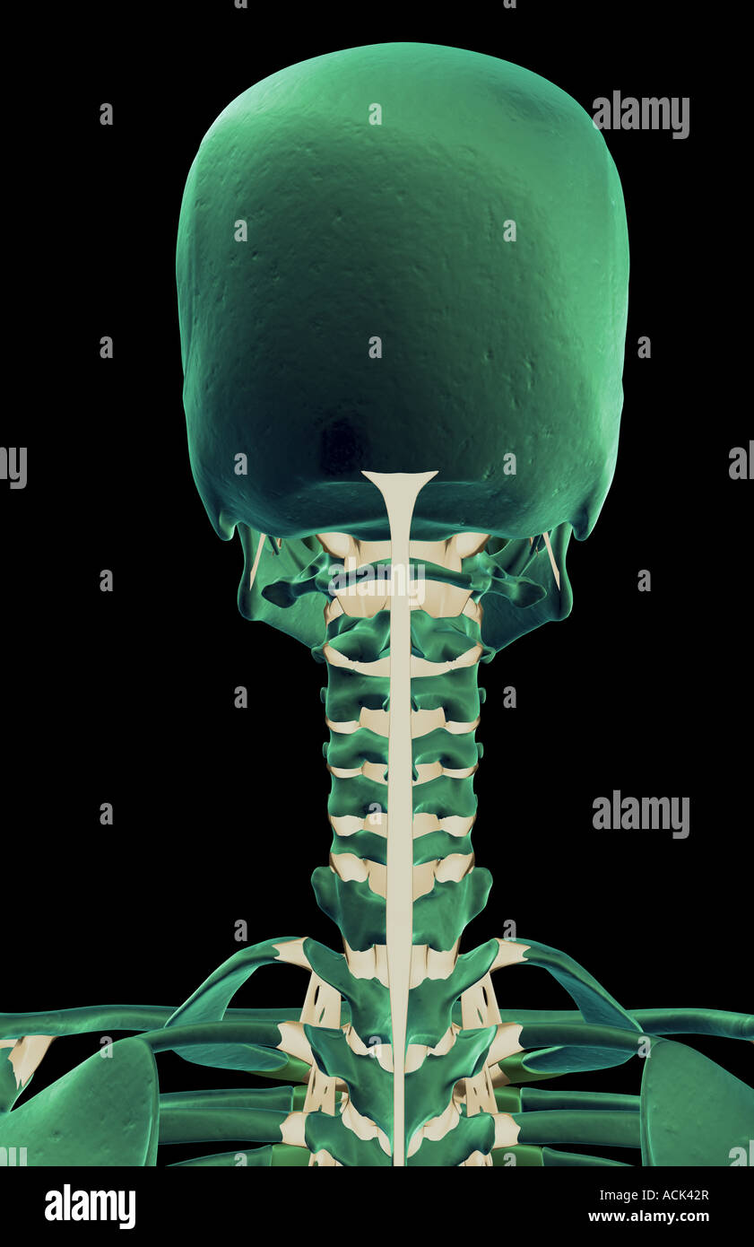 The ligaments of the head and neck Stock Photo - Alamy