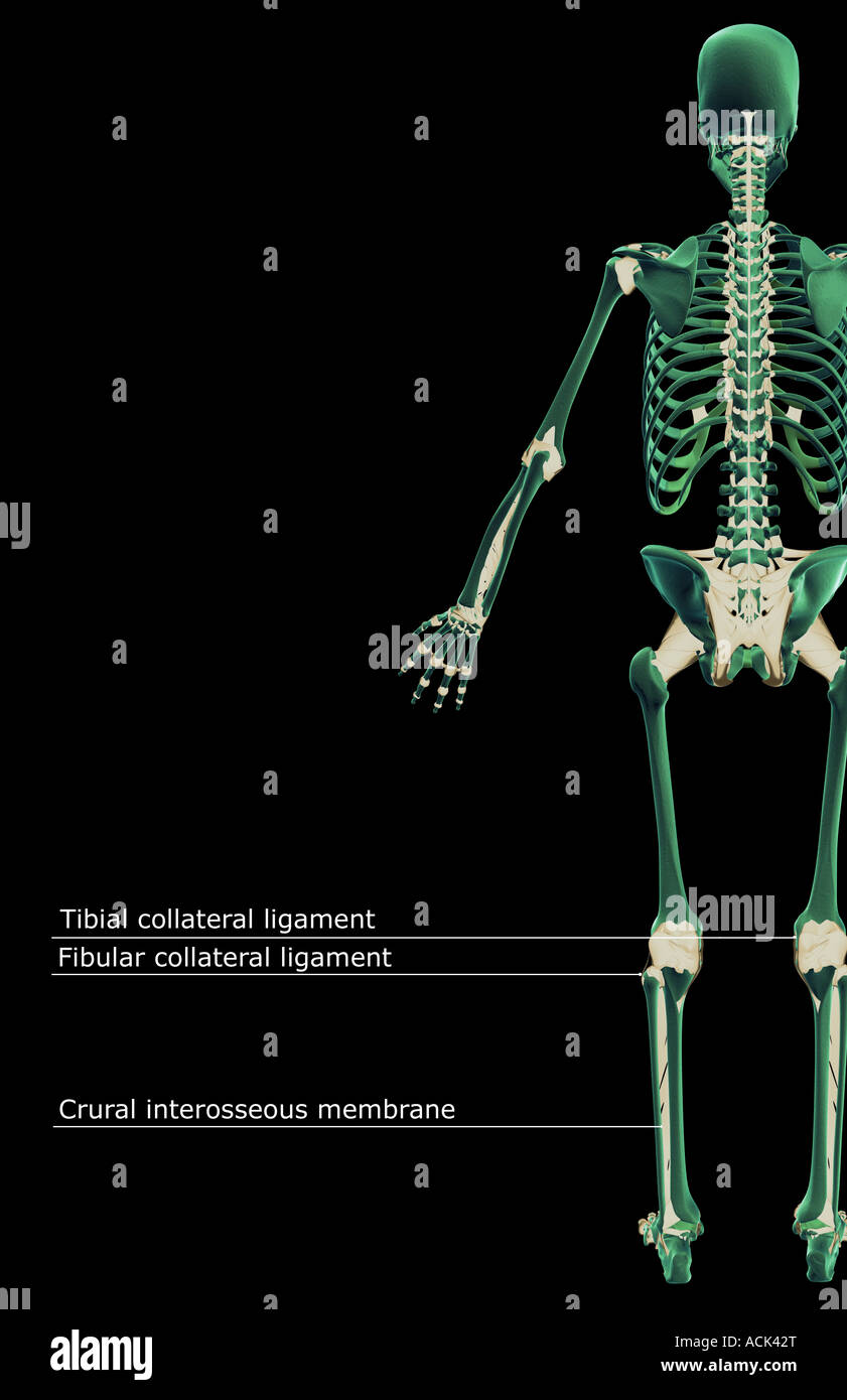 The ligamentous system Stock Photo - Alamy