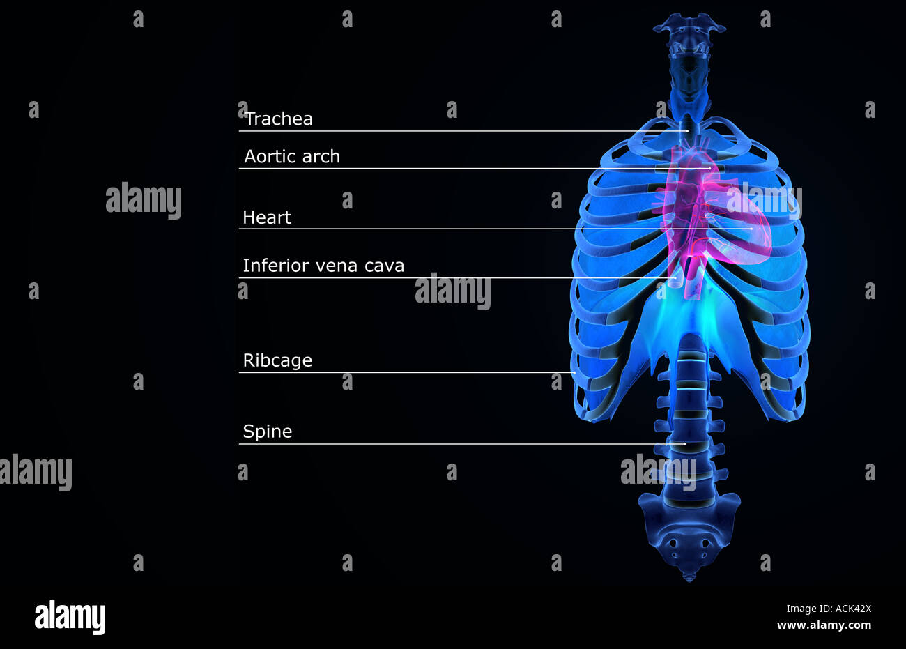 Rib cage heart lungs hi-res stock photography and images - Alamy