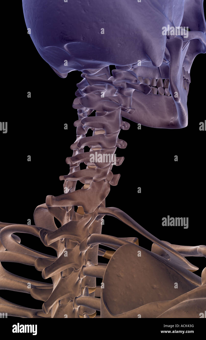 The bones of the neck Stock Photo - Alamy