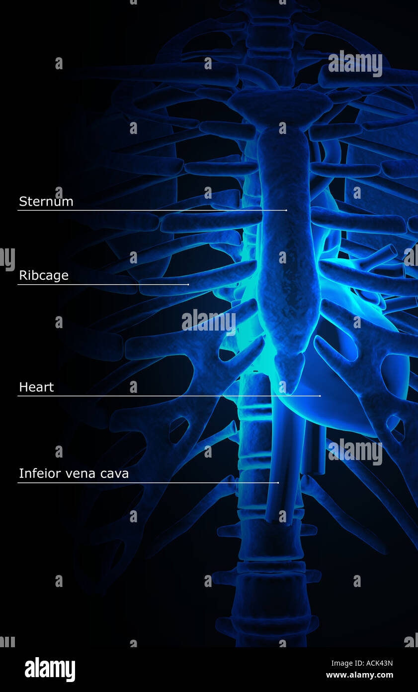 The heart and major vessels Stock Photo - Alamy