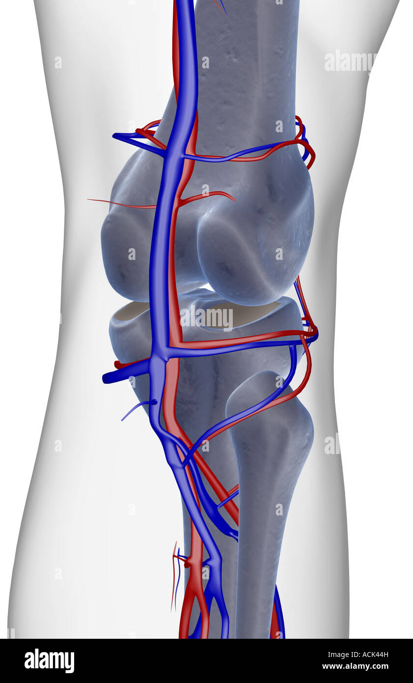 The blood supply of the knee Stock Photo - Alamy