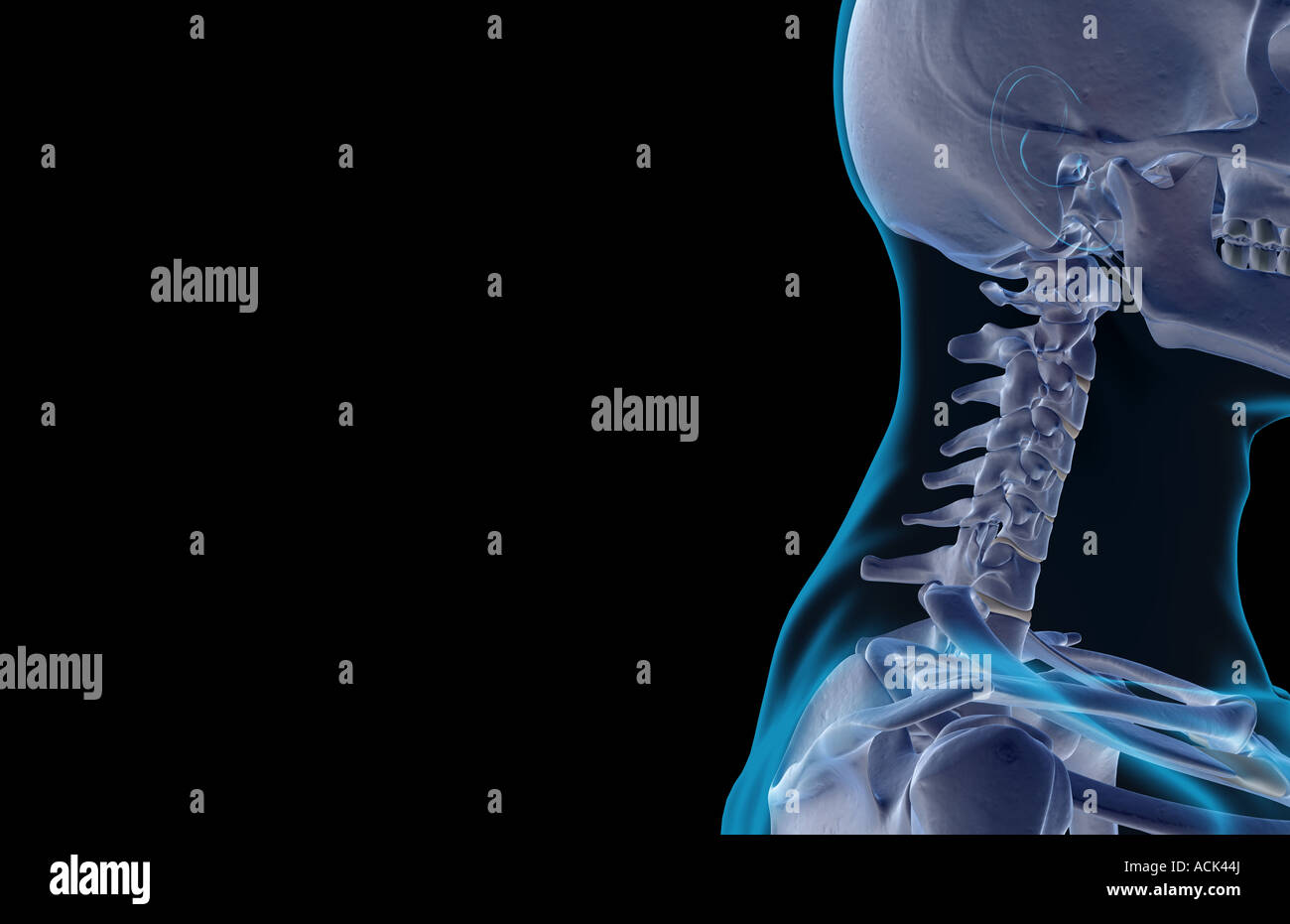 The bones of the head and neck Stock Photo - Alamy