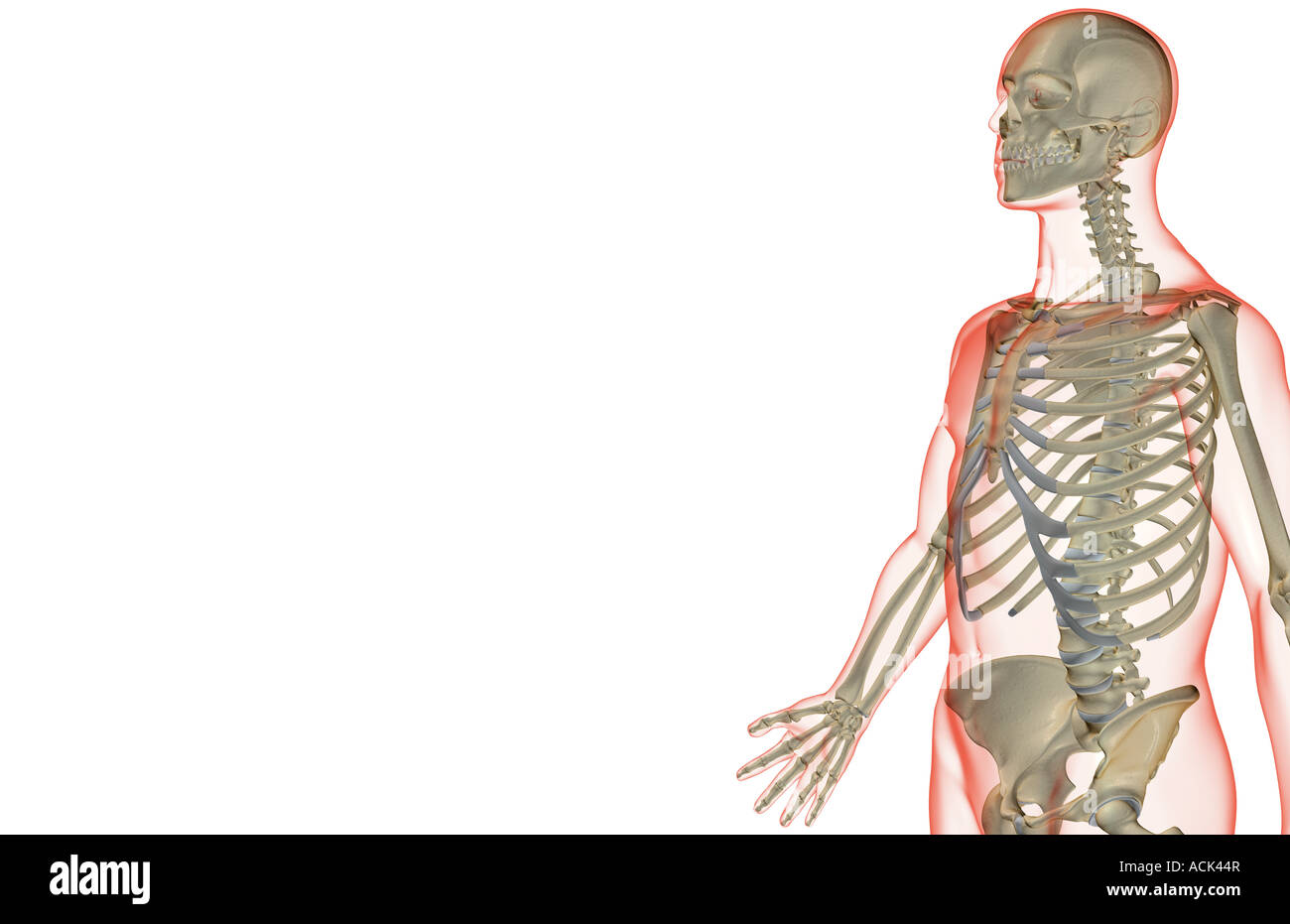 The bones of the upper body Stock Photo - Alamy