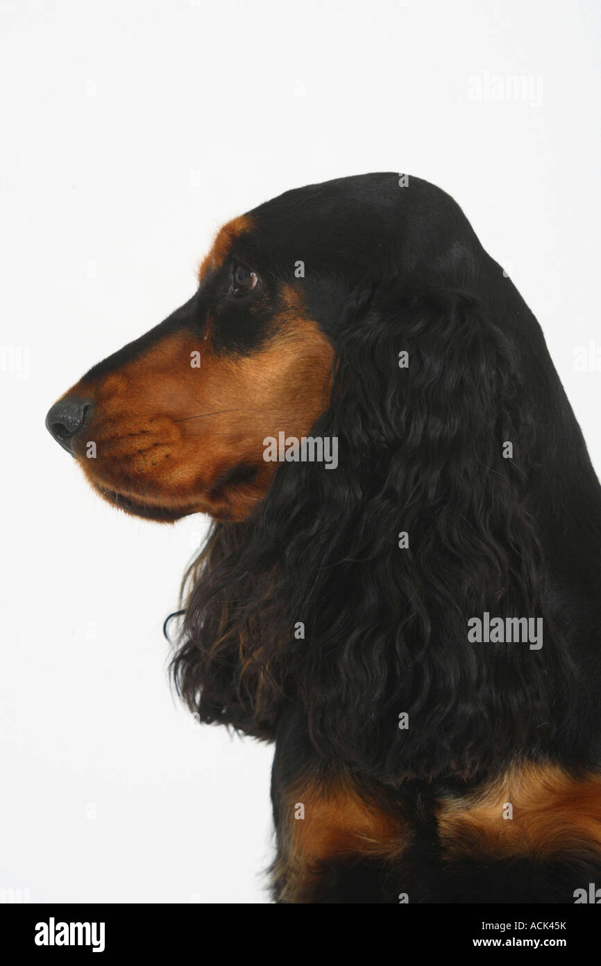 English cocker spaniel black profile hi-res stock photography and ...