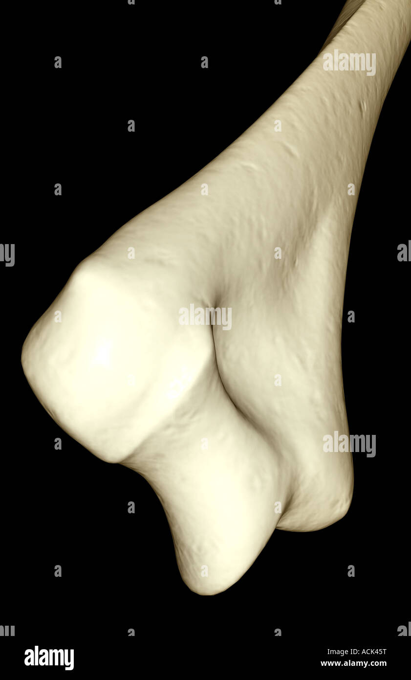 Lateral epicondyle of humerus hi-res stock photography and images - Alamy