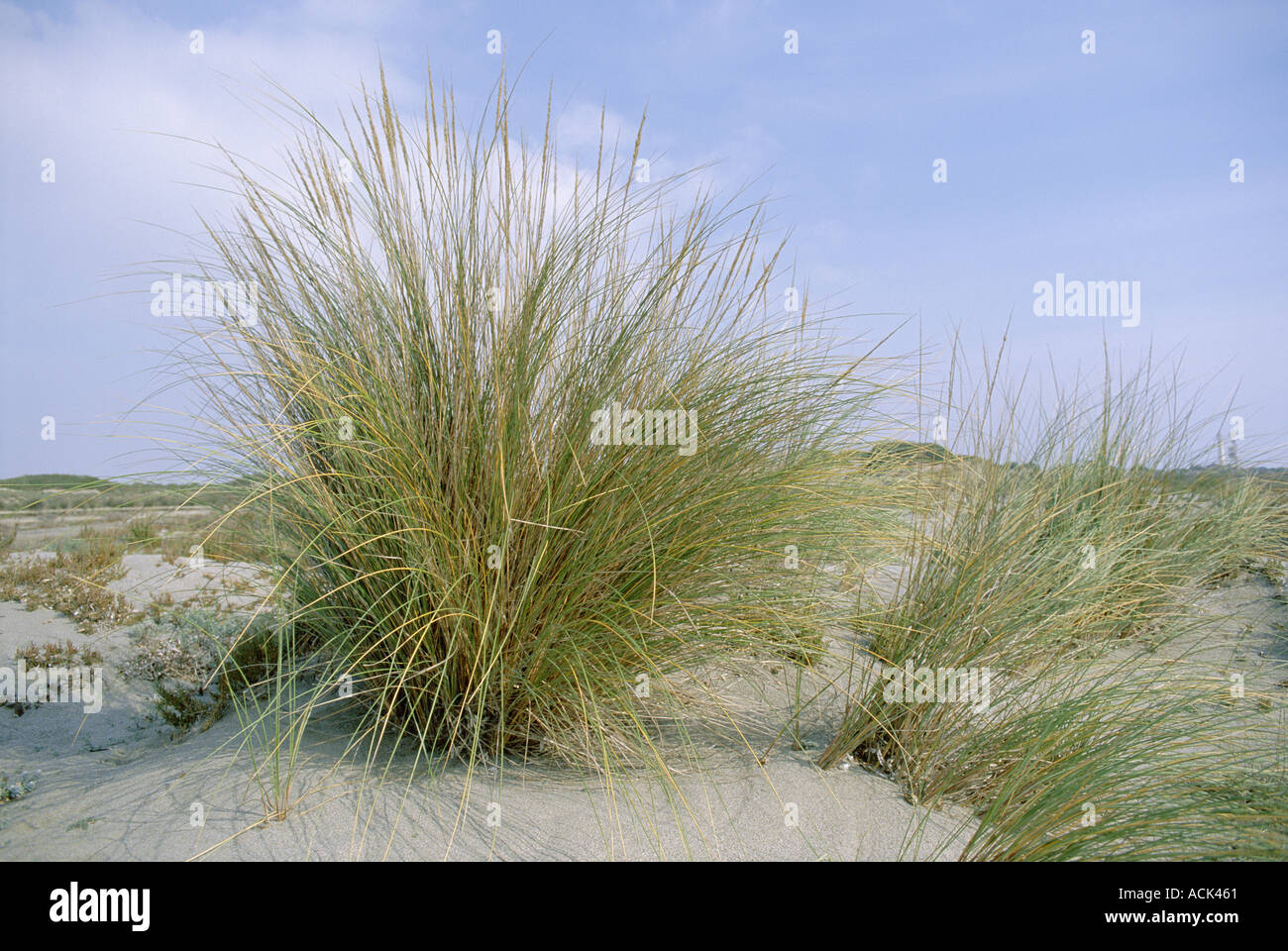 Dunes grass ammophila arenaria hi-res stock photography and images - Alamy